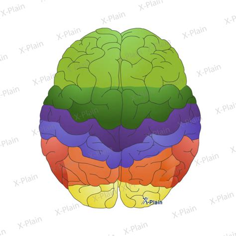 Brain Regions