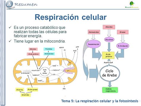 Donde Ocurre El Proceso De Respiracion Celular Consejos Celulares