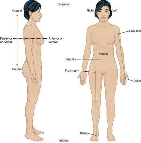 Anterior Ventral