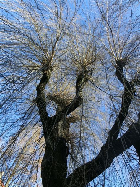 Kostenlose foto Baum Natur Ast blühen Schnee Winter Himmel