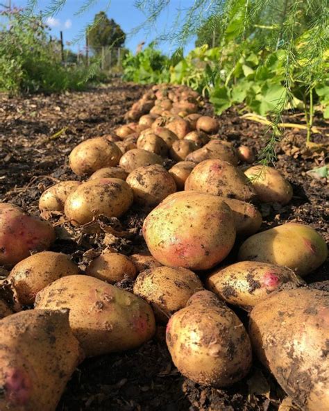 How To Grow Potatoes 5 Steps To A Big Harvest A Piece Of Rainbow