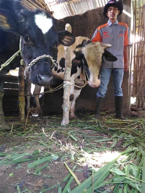 Pejantan Unggul Petani Makmur Petani Makmur Indonesia Sejahtera