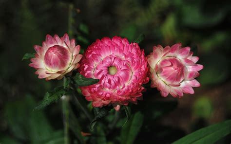 2560x1440 Wallpaper Red And White Petaled Flower Peakpx