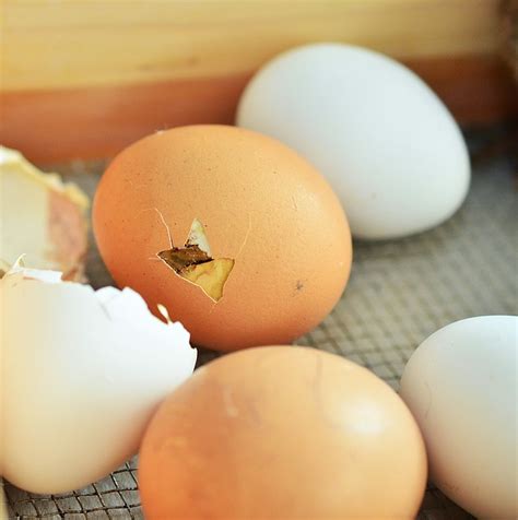 Hatching Eggs How To Hatch Chicken Eggs With Without An Incubator