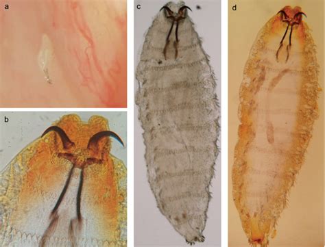 First Molecular Diagnosis Of Oestrus Ovis Linnaeus Larvae