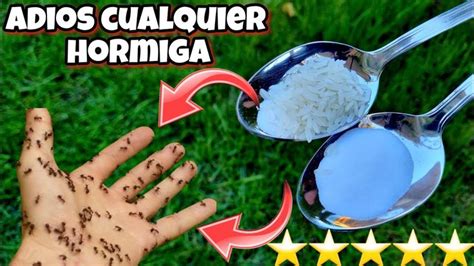 Esto Es 100 VECES POTENTE Que Cualquier REMEDIO CASERO Para ELIMINAR