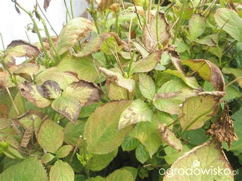 Choroby I Szkodniki Hortensji Hortensja Hydrangea Strona 14