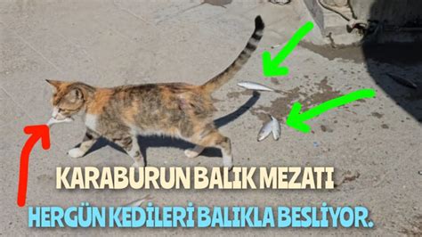 KARABURUN BALIK MEZATI KEDİLERİ HERGÜN BALIKLA BESLİYOR YouTube
