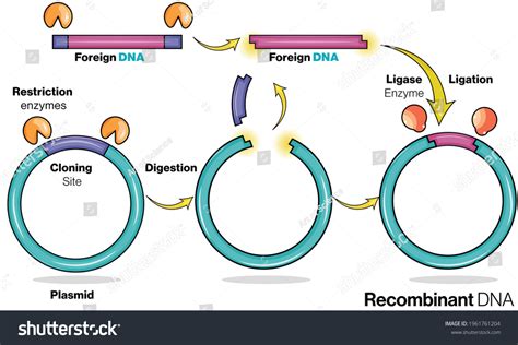 Recombinant Dna Technology With Diagram