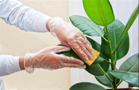 Aprenda A Limpiar Las Hojas De Las Plantas De Interior Consejos Para