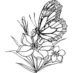 Imagini De Colorat Cu Flori Si Fluturi Floare Si Fluturi Colorati