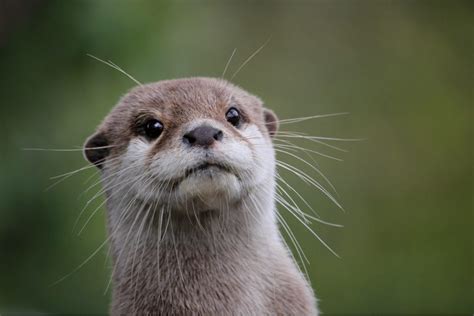 Día Mundial de la Nutria News BUAP