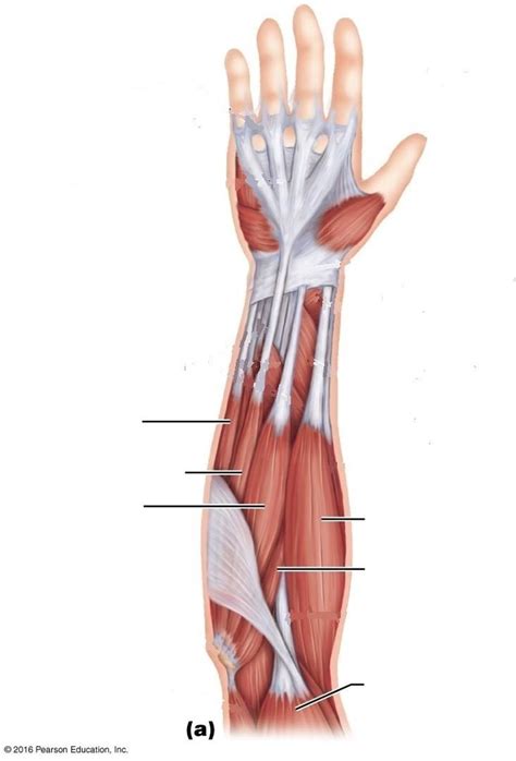Front Of Hand Muscle Labeling Diagram Quizlet