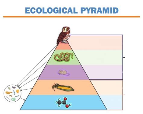 B Community Ecology Diagram Quizlet