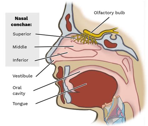 5 Ways To Interest Students In Anatomy Of The Respiratory System