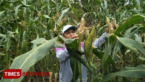 Hama Tikus Serang Tanaman Jagung Petani Di Tuban Bumi Wali TIMES