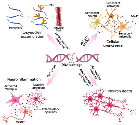 Mechanisms By Which DNA Damage Could Promote Neurodegeneration In PD