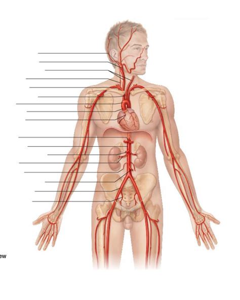 Arteries Diagram Quizlet