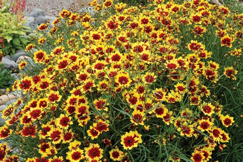 Coreopsis verticilata Krásnoočko přeslenité Bengal Tiger P 12