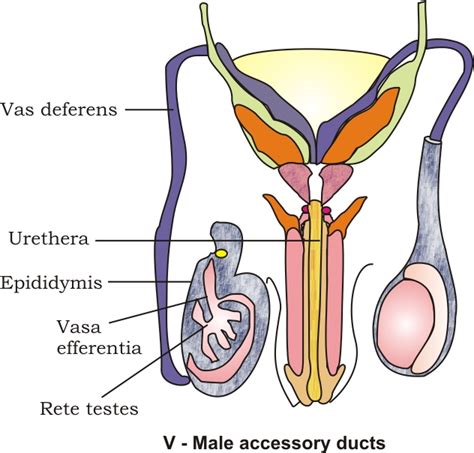 Draw A Labelled Diagram To Show Interrelatonship Of Four Accessory