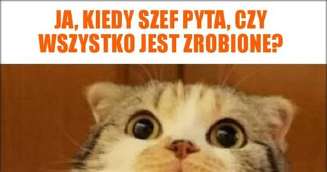 Ja kiedy szef pyta czy wszystko jest zrobione memy gify i śmieszne