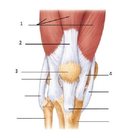 Anterior Knee Diagram Quizlet