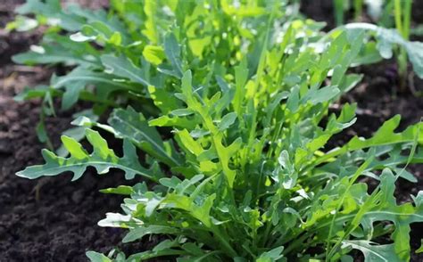 5 légumes à semer fin mars pour des récoltes précoces en avril Jardin