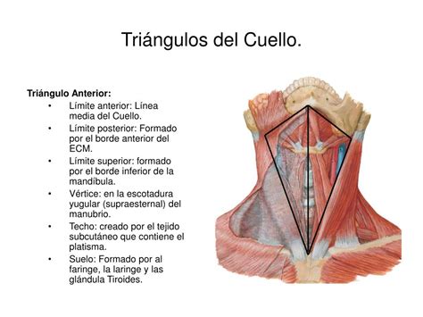PPT Músculos de la Expresión Facial Cuello PowerPoint Presentation
