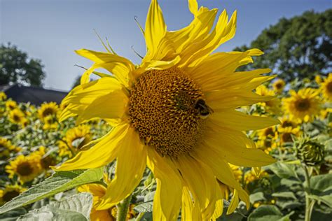 Fotos Gratis Girasoles Campo De Girasol Naturaleza Verano Flores