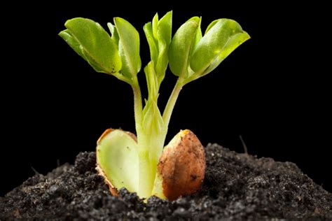 Cómo germinar porotos Huerto en casa