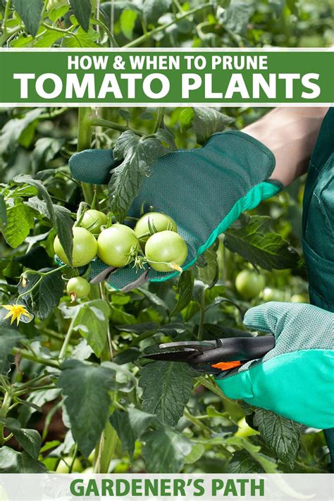 Comment Et Quand Tailler Vos Plants De Tomates Brico Jardin