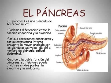 Pin By Alma Cruz On Metabolismo Tv