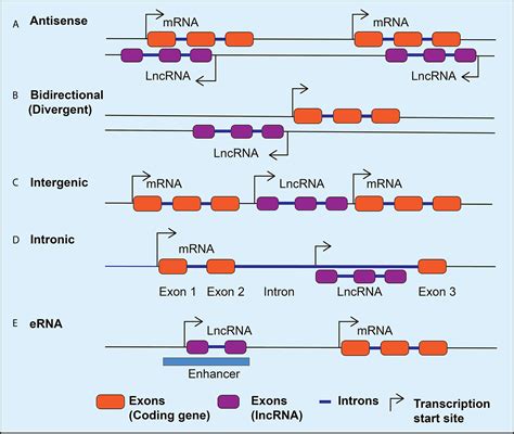 frontiers emerging role of long non coding rnas in diabetic vascular complications endocrinology