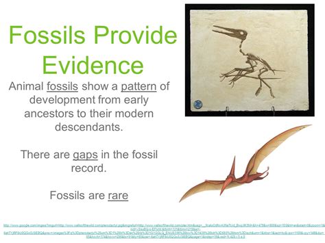 Arriba 35 Imagen How Does The Fossil Record Provide Evidence For