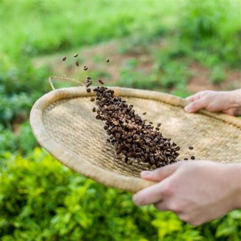 El Abono del Café Cómo aprovechar sus beneficios para un crecimiento