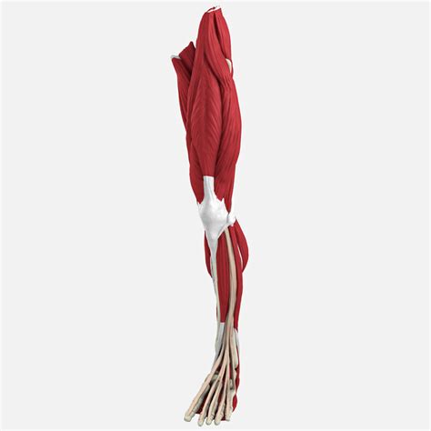 Full Muscles Of The Leg Medical Edition 3d Model Cgtrader