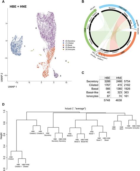 merged analysis of hbe and hne cell scrna seq data confirms the degree download scientific