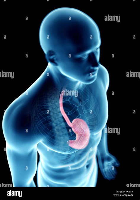 3d Rendered Medically Accurate Illustration Of A Mans Stomach Stock