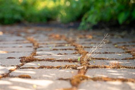 Regular Dry Sand Vs Polymeric Jointing Sand Which Is Better For The Job