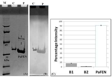 A SDS PAGE Gel Showing Purified PaFEN B Zymogram For The In Situ