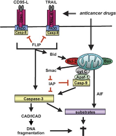 Apoptosis Flow Chart