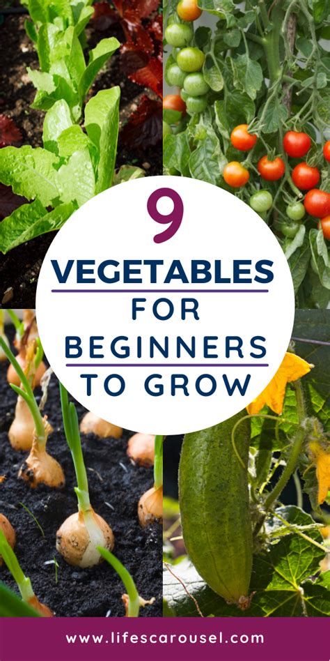 10 Easy To Grow Vegetables For The Beginning Gardener Artofit