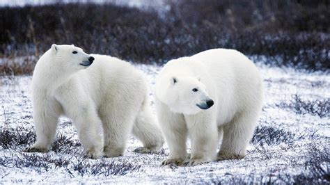 Cuánto tiempo de vida le queda a los osos polares Científicos prevén