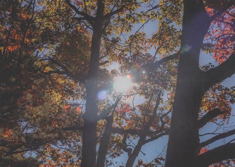 Free Images Tree Nature Branch Sunlight Morning Leaf Flower