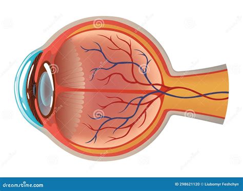 Infográficos Da Anatomia Dos Olhos Humanos Estrutura Interna