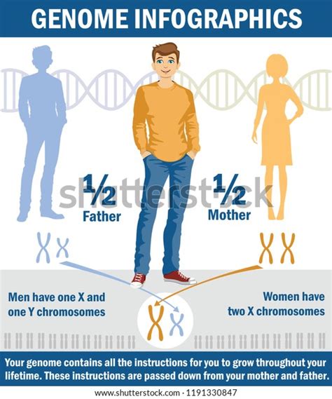Genetics Chart Clipart Etc Porn Sex Picture