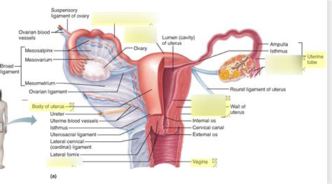 A P Lab Practical Uterine Tubes Uterus Vagina Diagram Quizlet