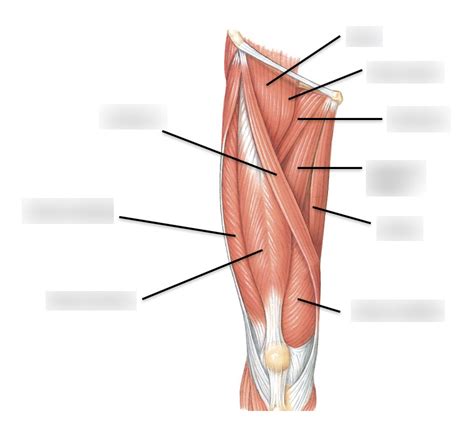 Anterior Medial Thigh Muscles Diagram Quizlet
