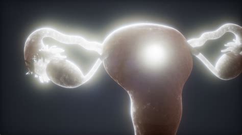 Female Reproductive System Anatomy Stock Video At Vecteezy