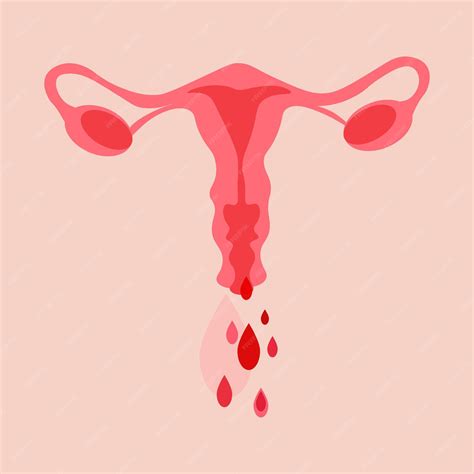 Premium Vector Human Anatomy Female Reproductive System Female Reproductive Organs Organs